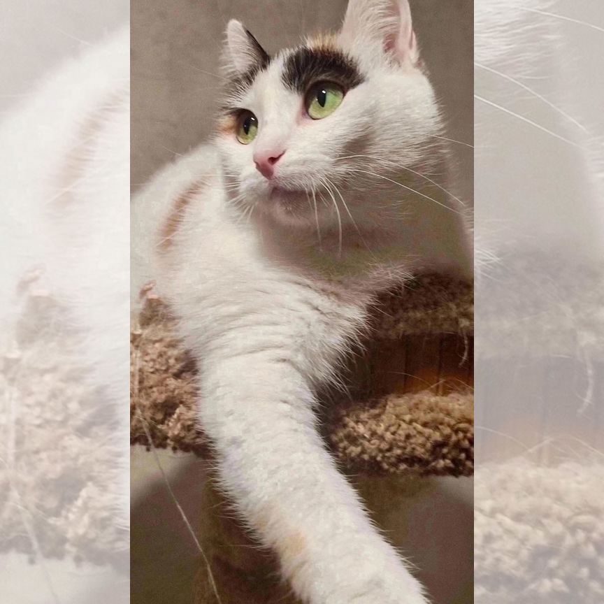 Взрослая кошка от частного владельца