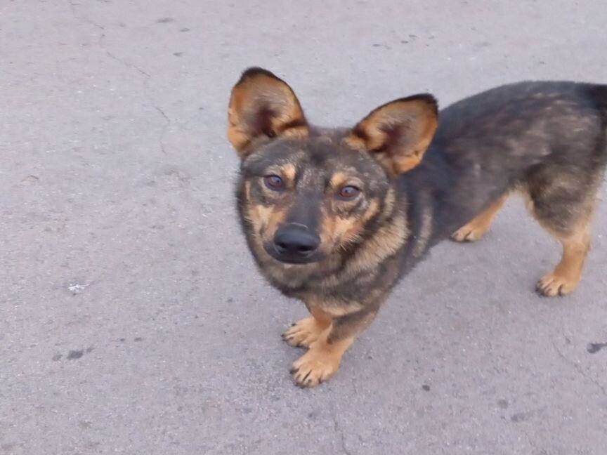 Непородистая