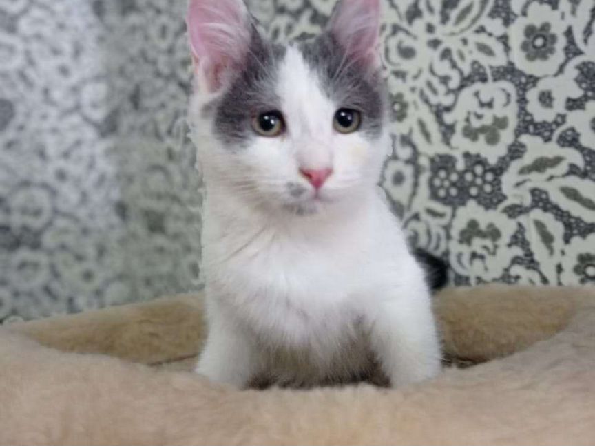 Котенок