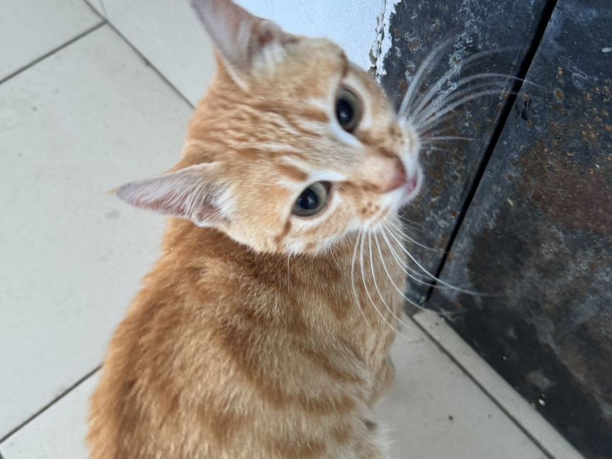 Бродячая кошка