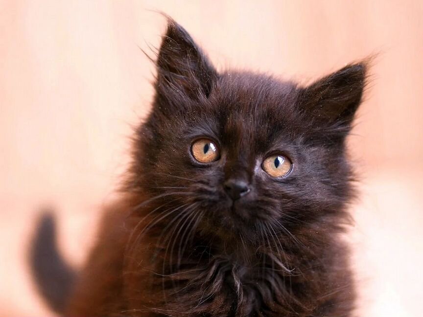 Пушистая девочка