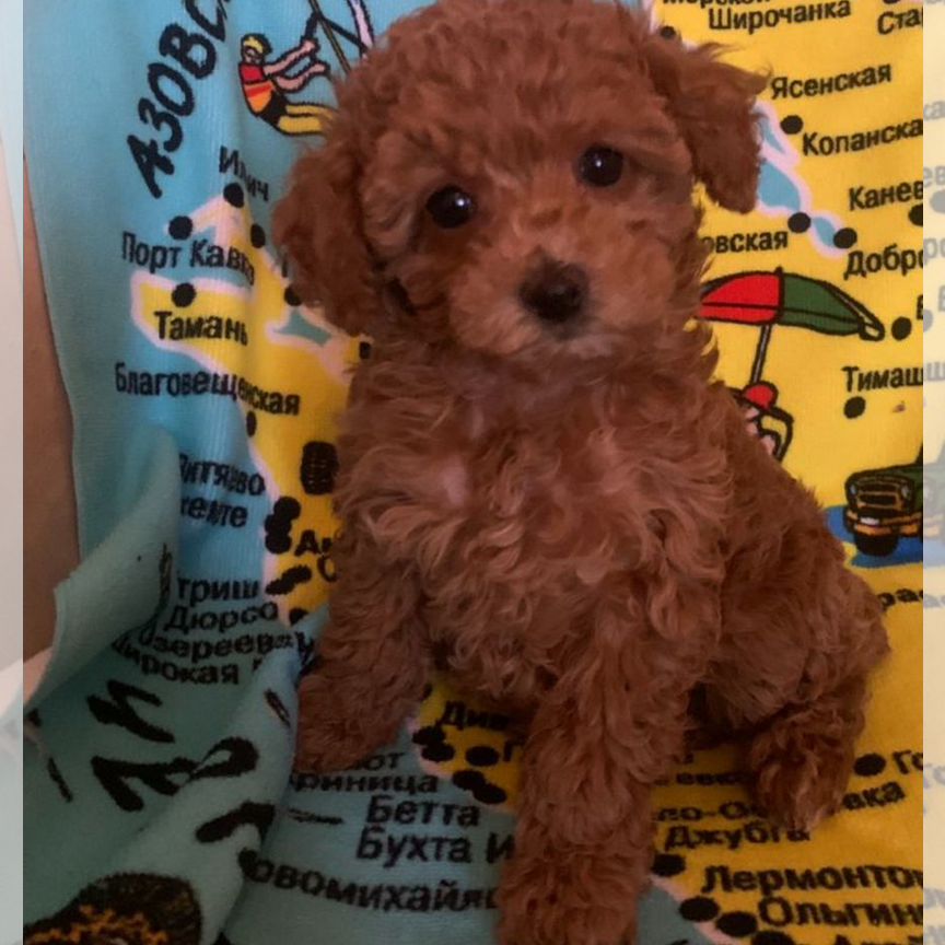 Той-пудель, щенок