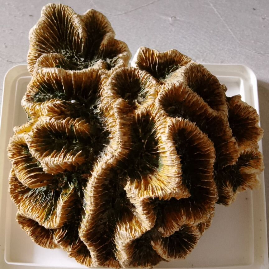 Декорации для аквариума