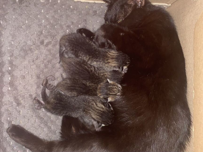 Отдаем котят в добрые руки