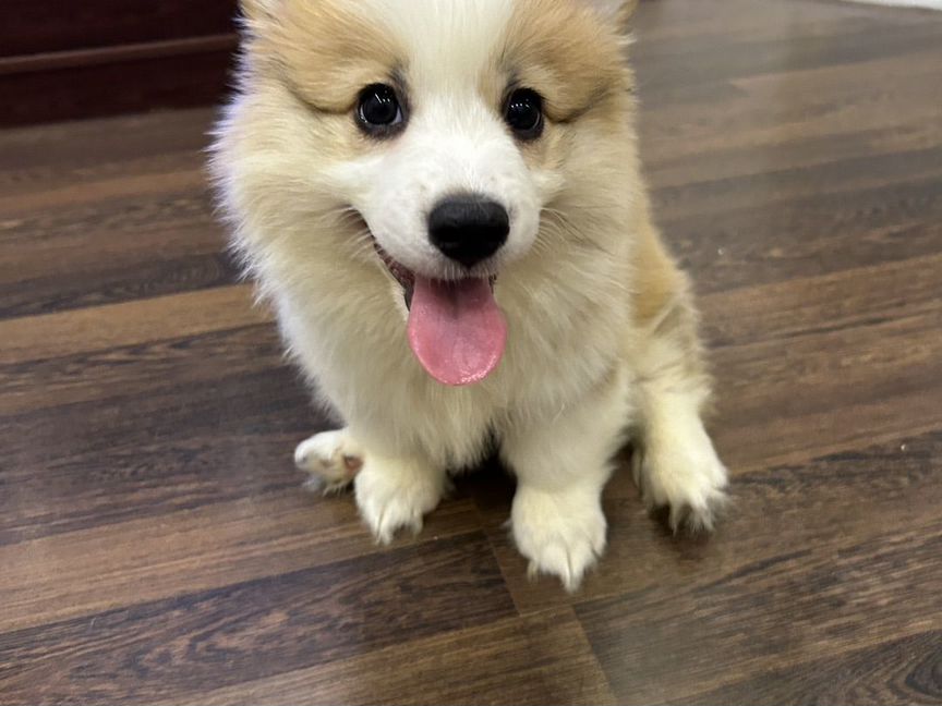 Продается девочка Вельш-корги пемброк флаффи