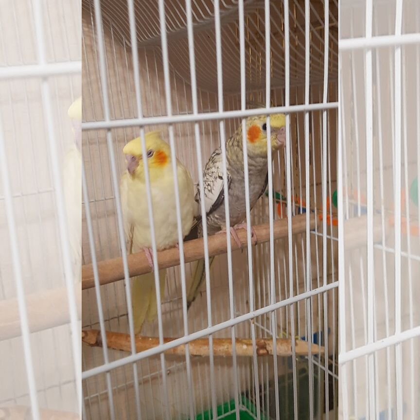 Попугай корелла птенцы