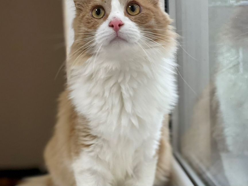 Котик ищет дом