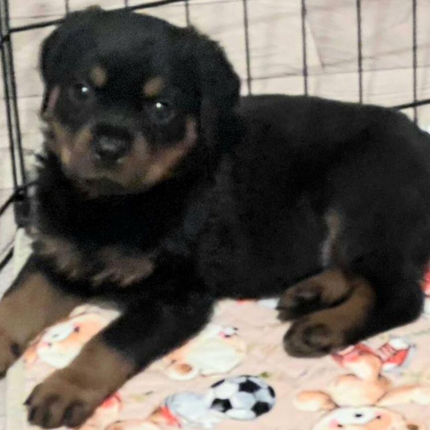 Ротвейлер, щенок