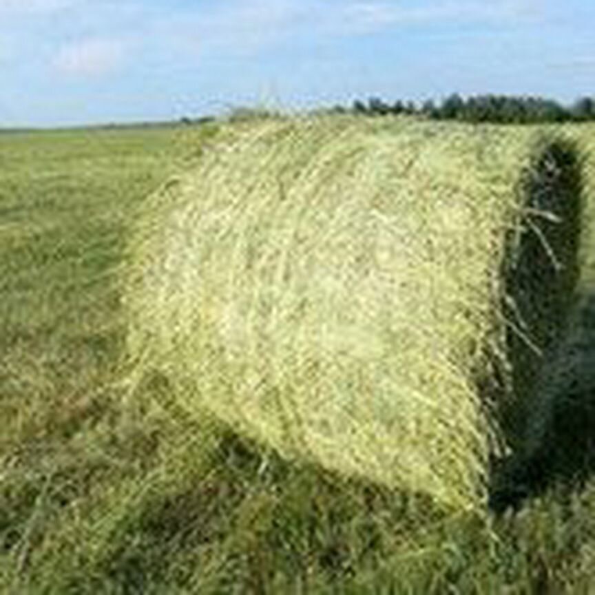 Продаётся луговое сено в катушках