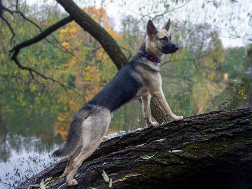 Щенок в добрые руки / бесплатно