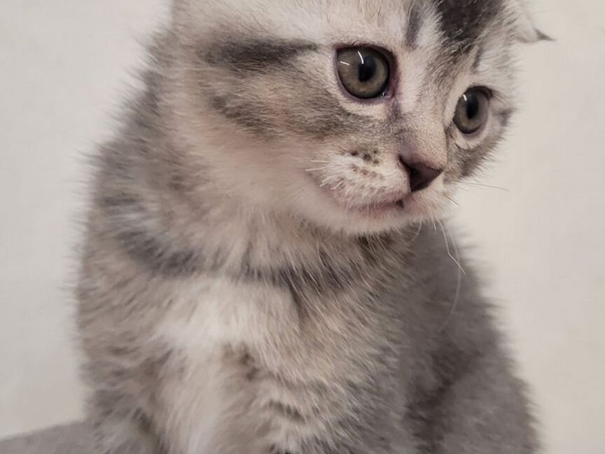 Красивые котята- шотландцы, правильная вязка