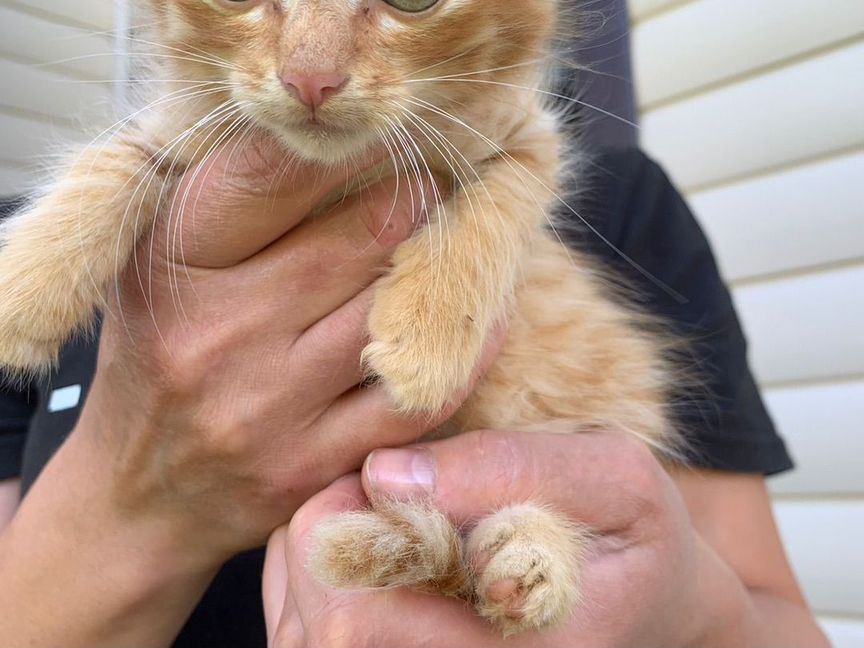 Кошка