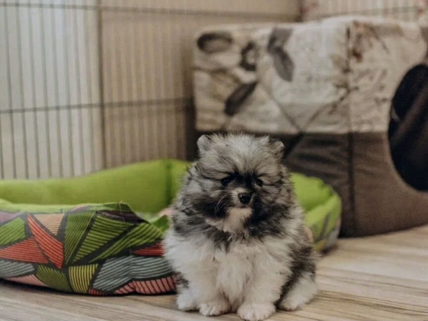 Померанский шпиц мини