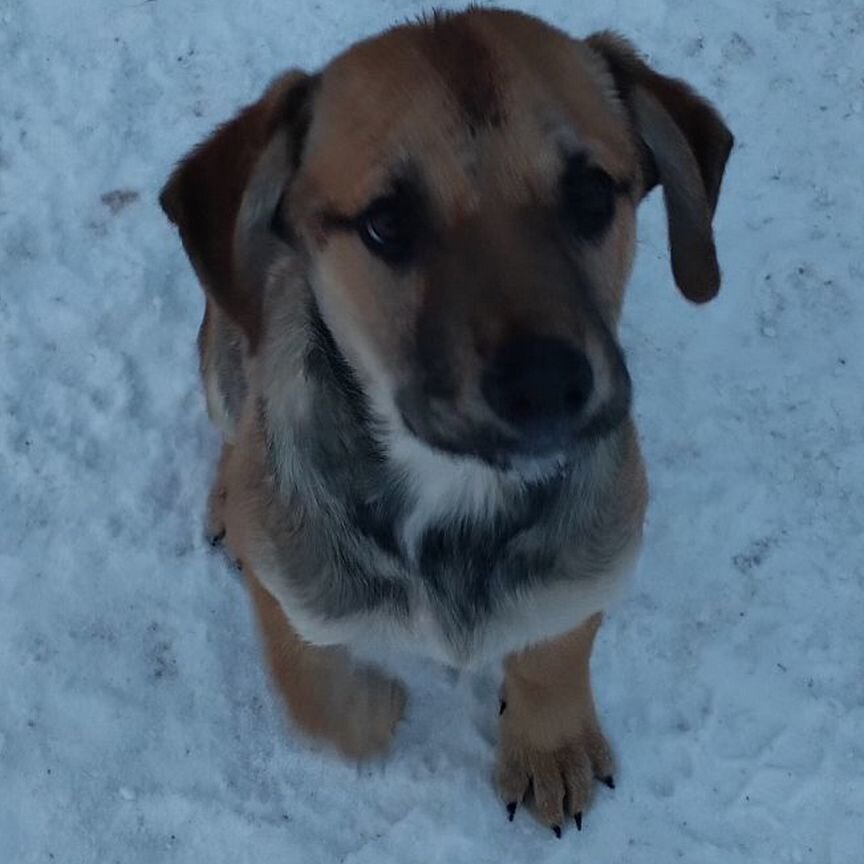 Щенок в добрые руки