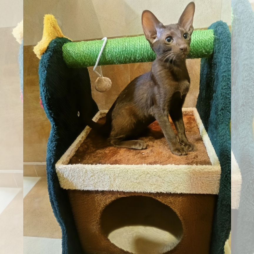 Ориентальный котёнок