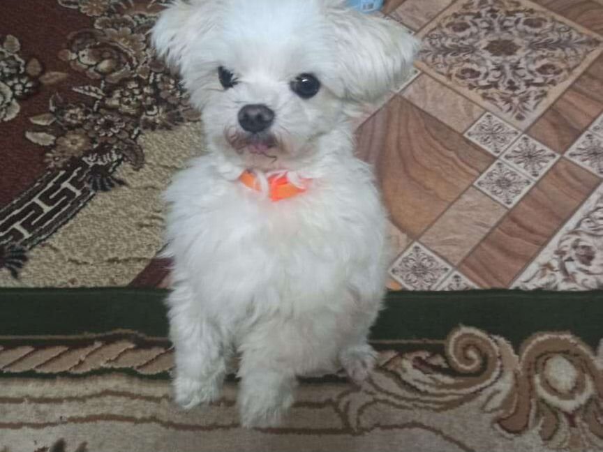 Вязка собак, Мальтийская болонка, кабель