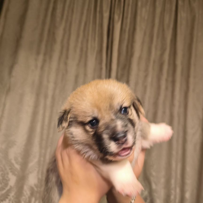 Щенки вельш-корги пемброк мальчик девочка