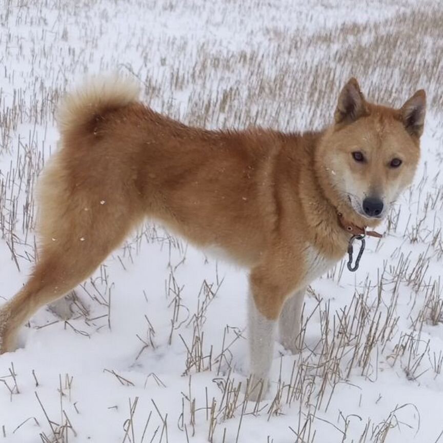 Восточно сибирская лайка