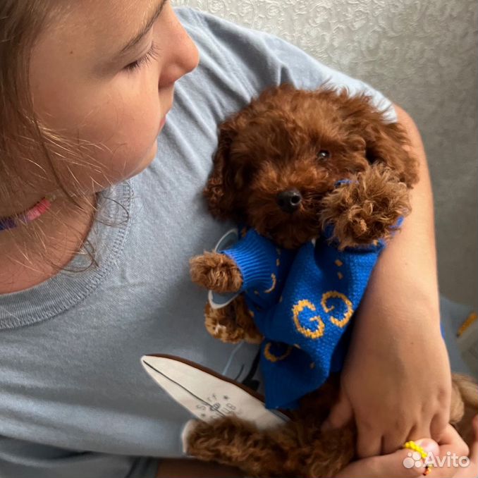 Той-пудель мальчик ред браун Харли