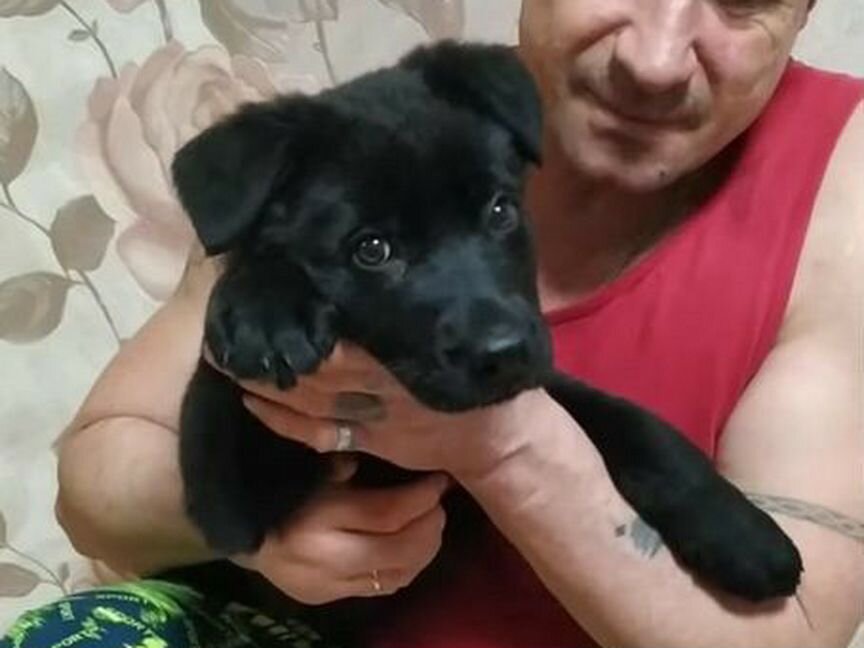 Овчарка восточноевропейская