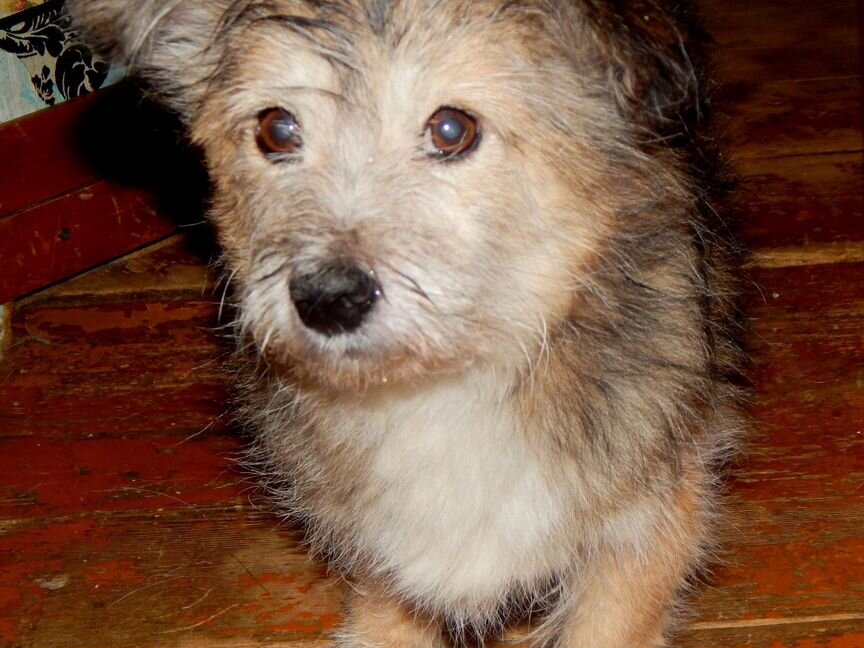 Милый маленький 25 см Фунтик ищет дом