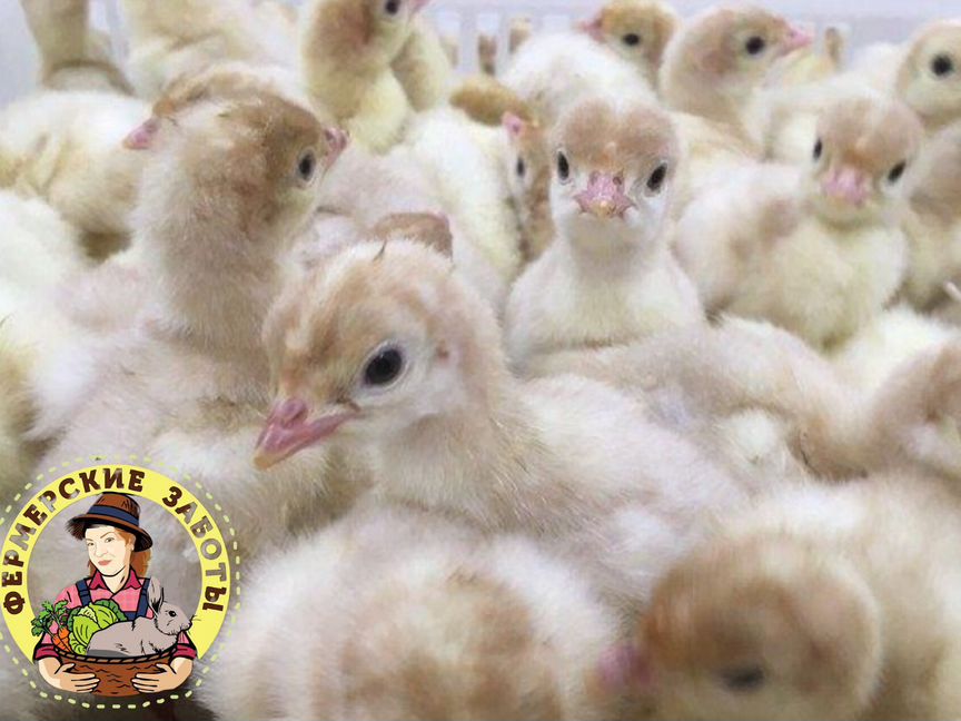 Индюшата суточные