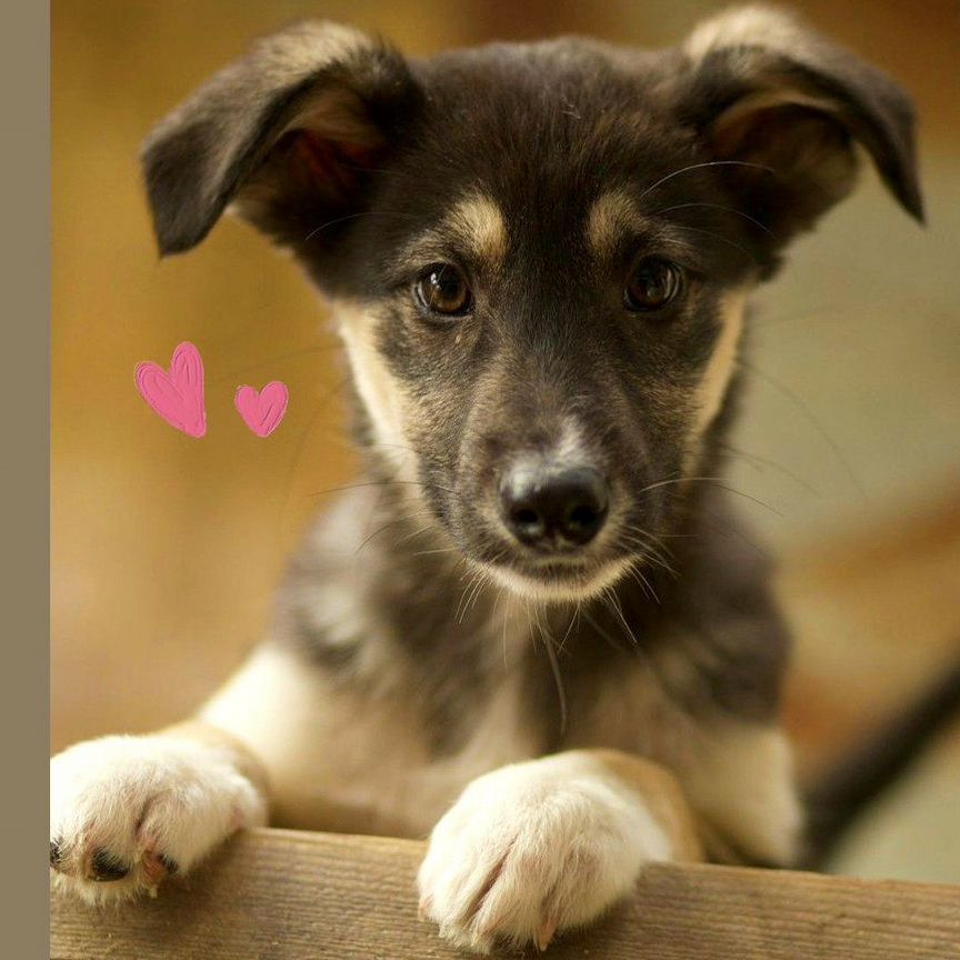 Щенок в добрые руки