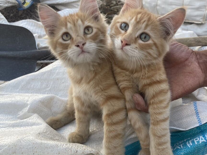 Котята рыжие бесплатно