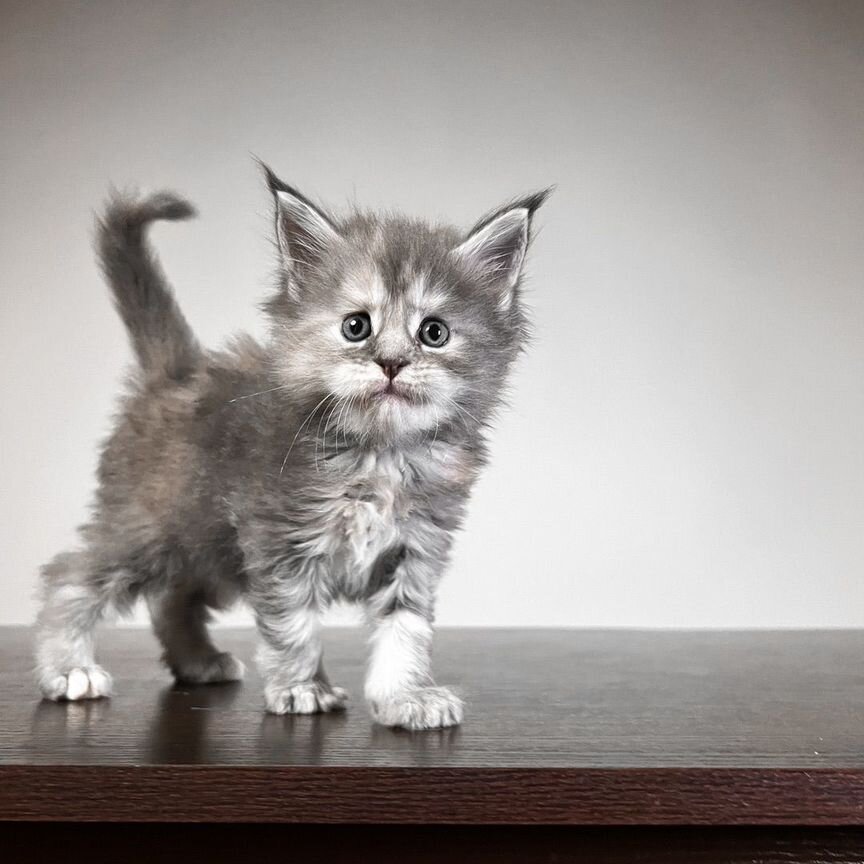 Котята мейн-кун (+ полидакты)