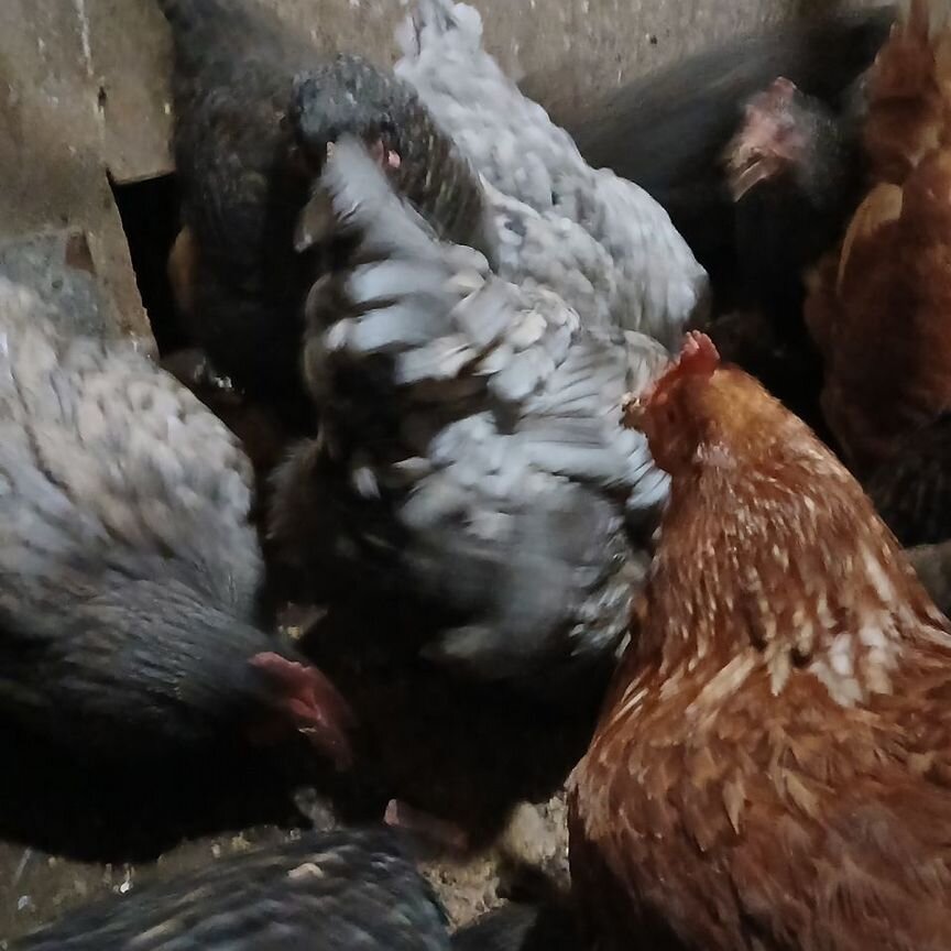 Курицы несушки