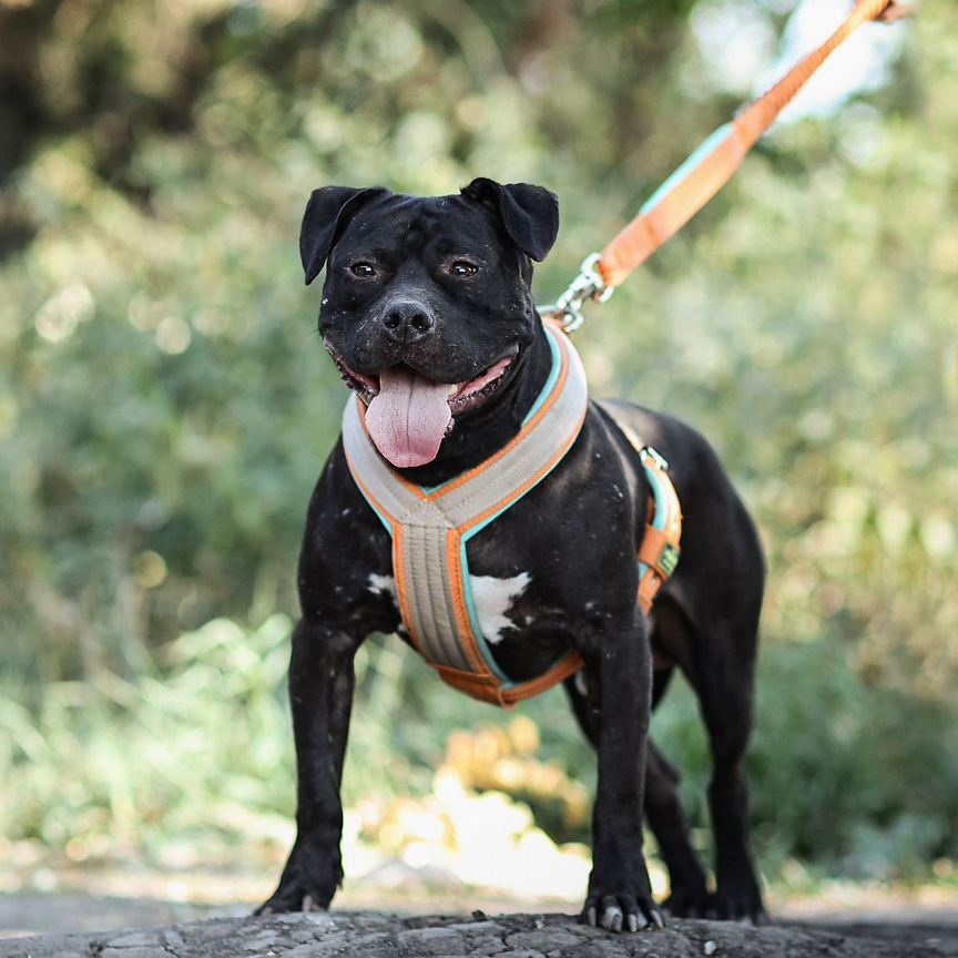 Бронирование щенков питбуля