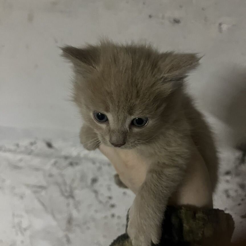 Котенок