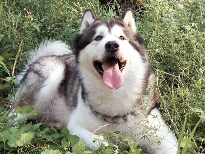 Аляскинский маламут вязка
