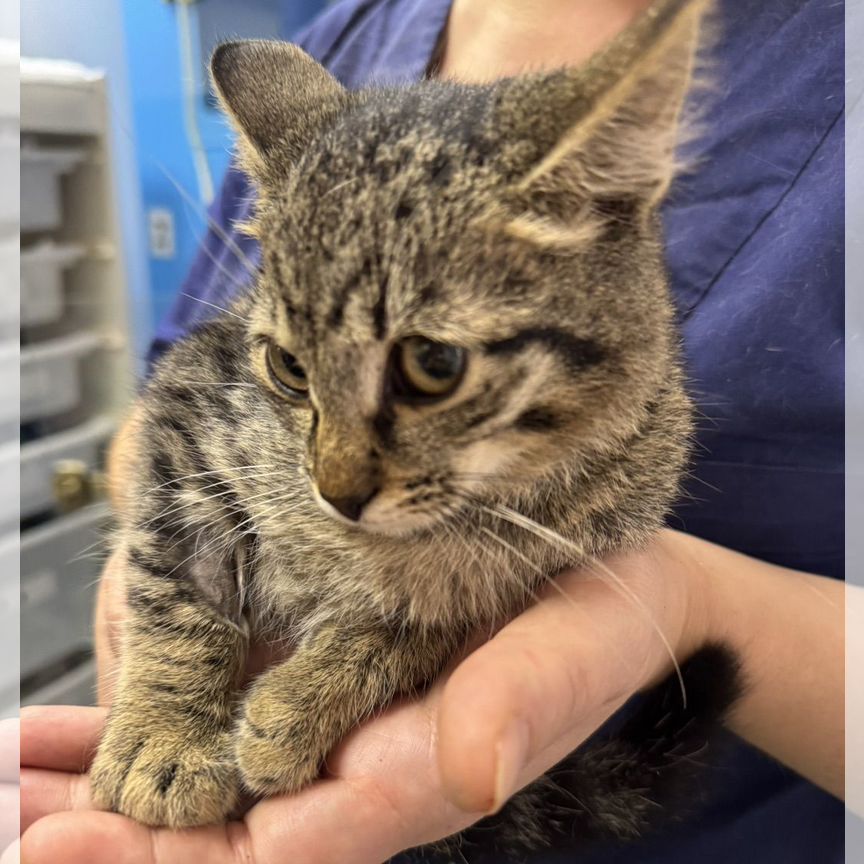 Котёнок в добрые руки