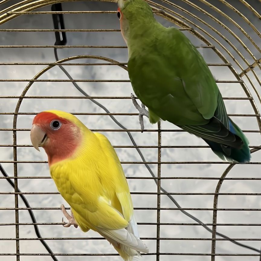 Попугаи неразлучники 2 пары