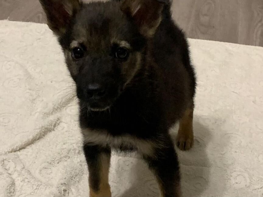 Щенки мальчик и две девочки - в добрые руки