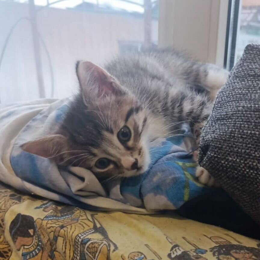 Котята крысаловы
