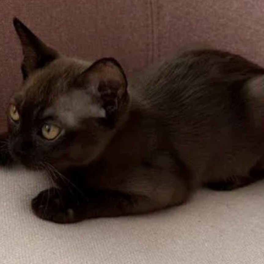 Европейский бурманский котёнок