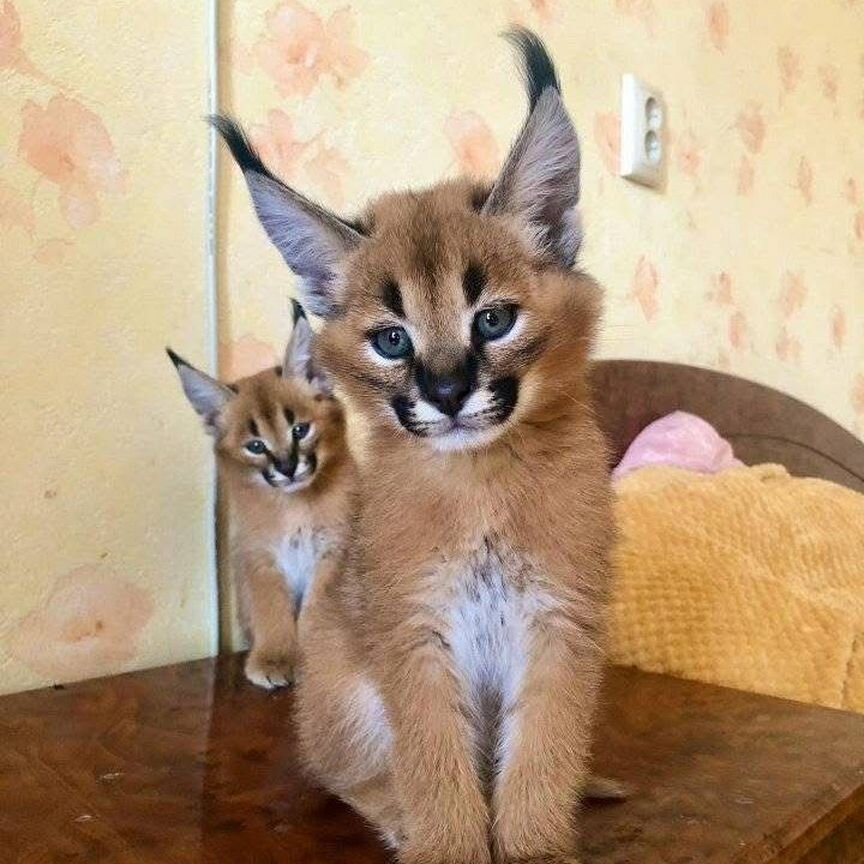 Котенок каракет
