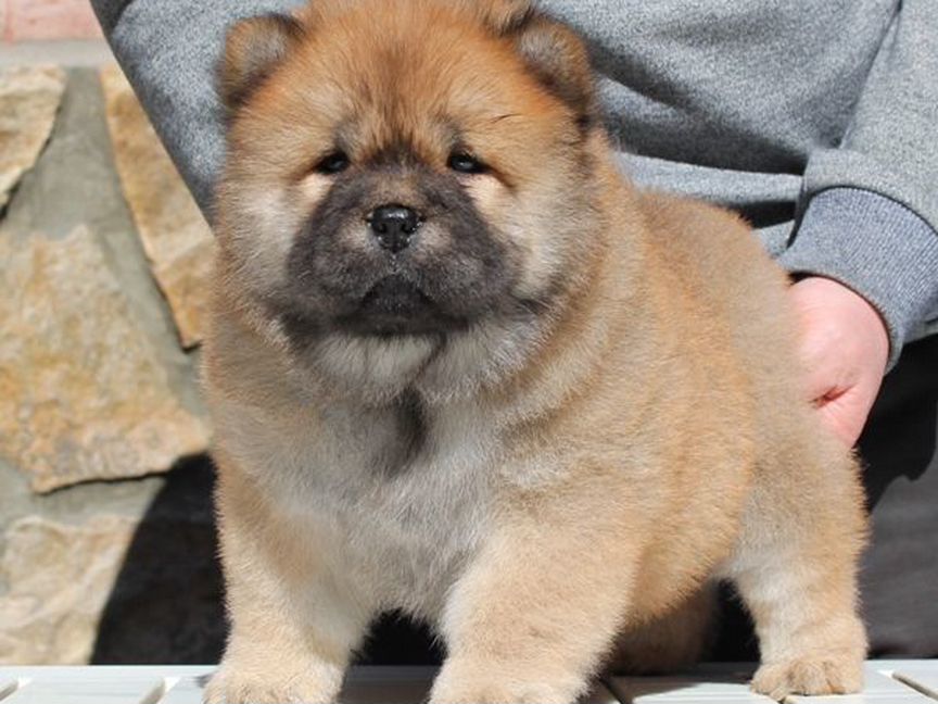 Девочка чау-чау рыжая