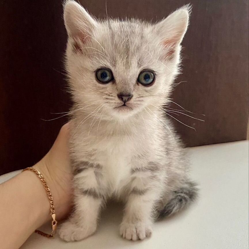 Шотландские котята