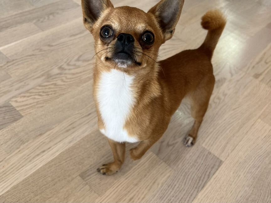 Вязка чихуахуа мальчик