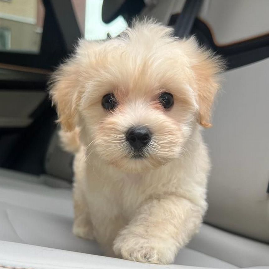 Мальтипу, щенок