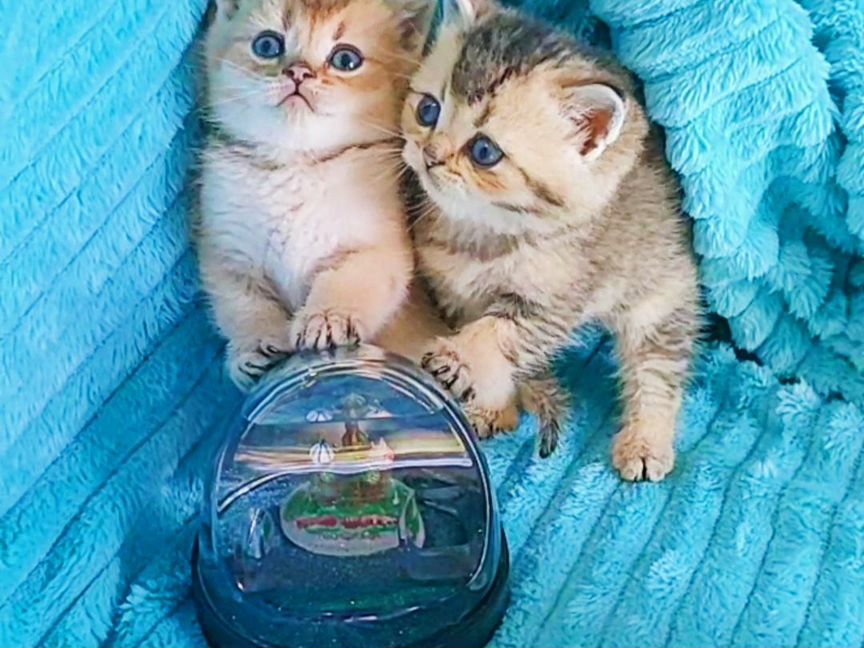 Шотландские золотые шиншиллы котики