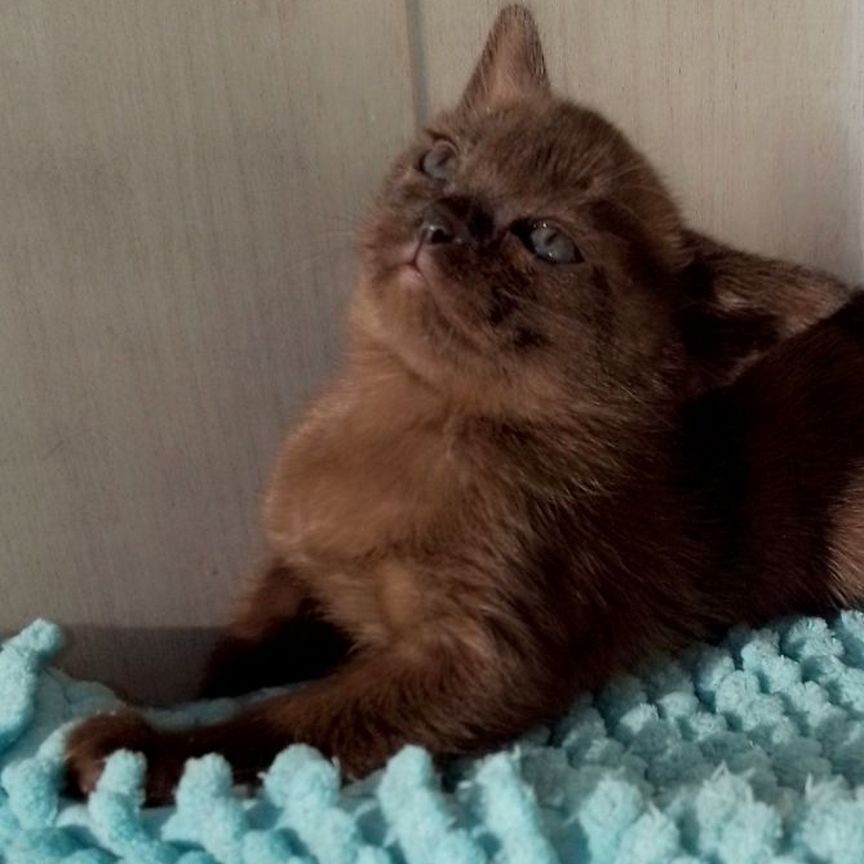 Котята бурма породистые