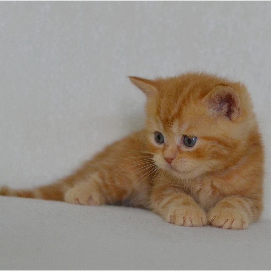 Шотландский прямоухий короткошёрстный котёнок