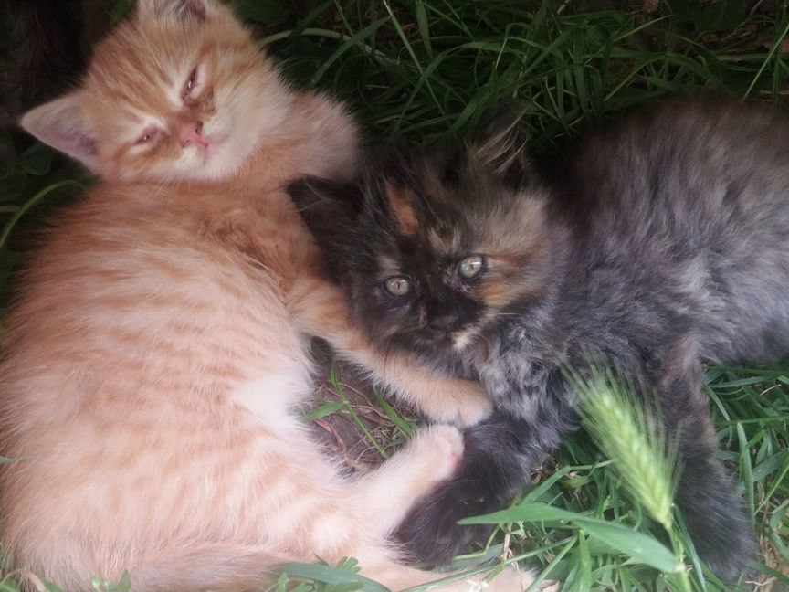 Отдам котят в хорошие руки