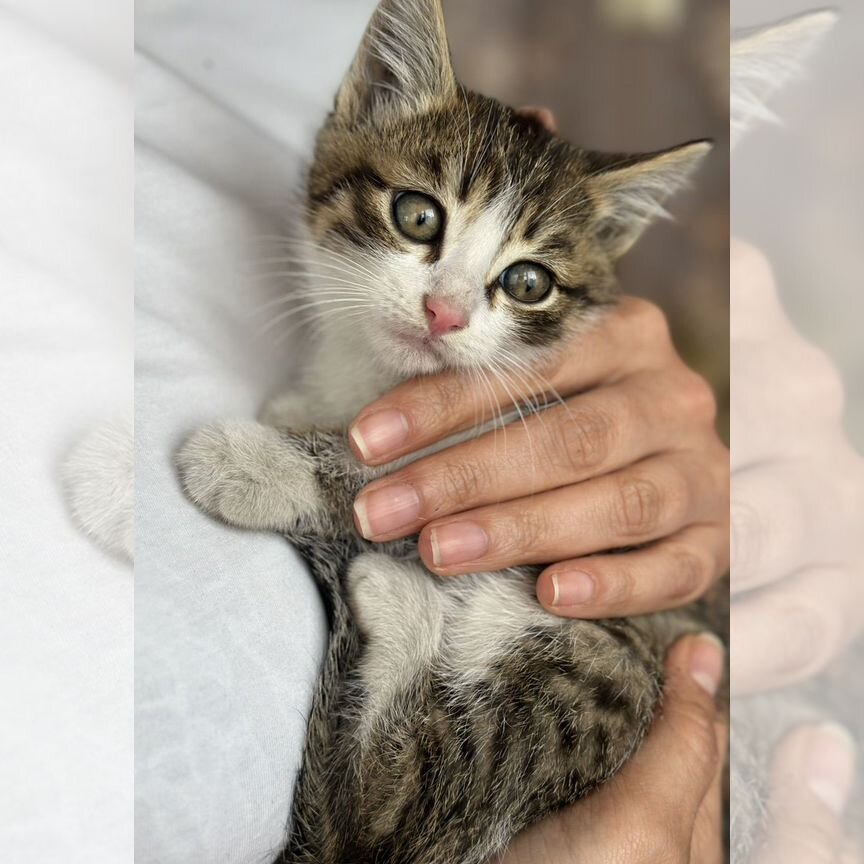 Котёнок в добрые руки