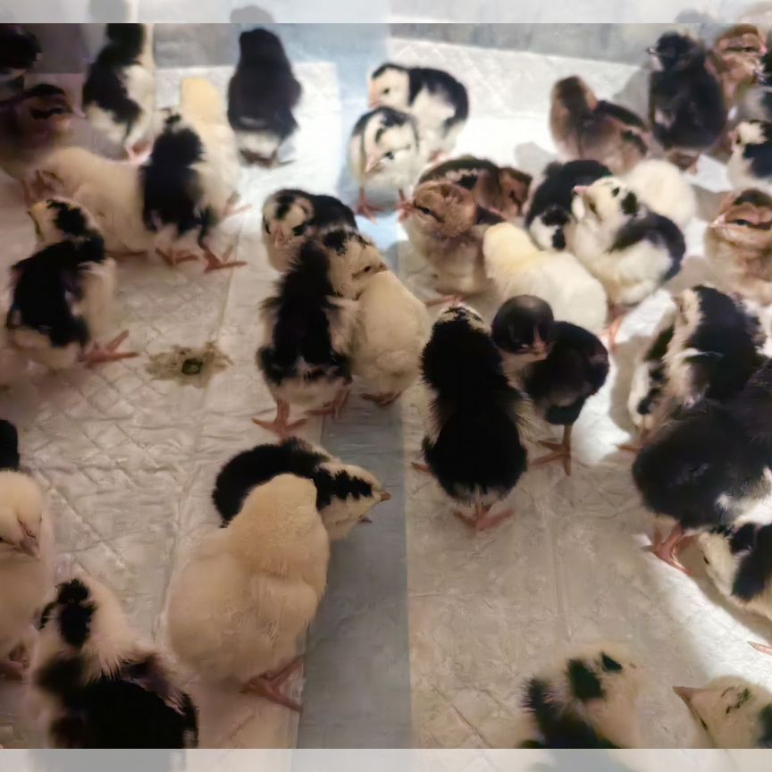 Цыплята суточные