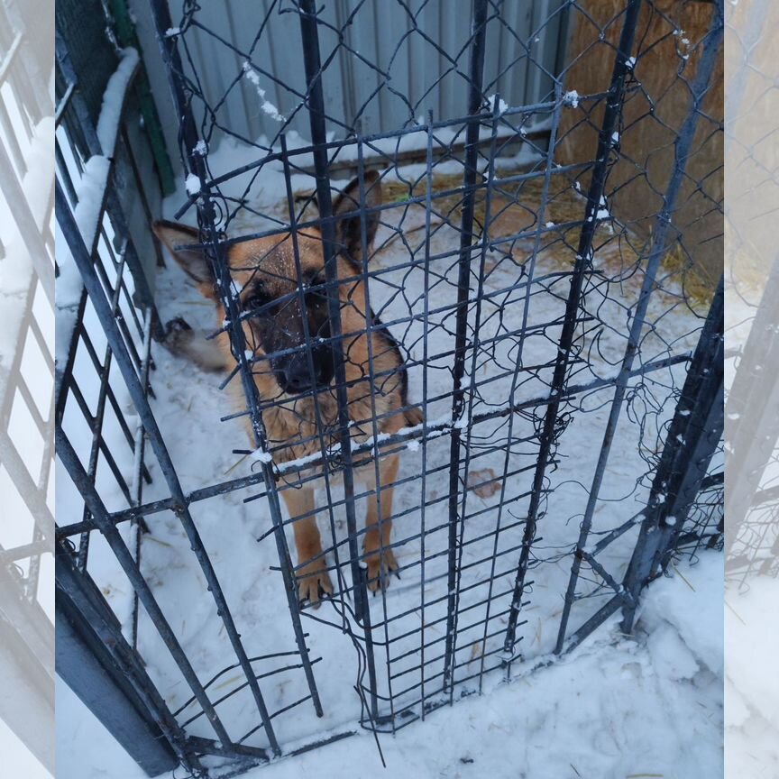 Немецкая овчарка, взрослая собака